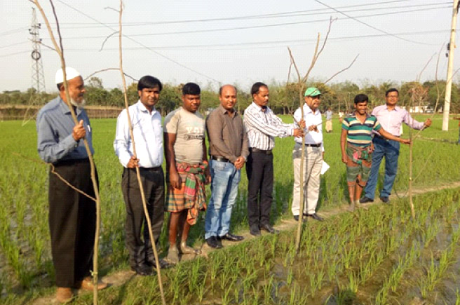 বোরো আবাদকে পোকামাকড় মুক্ত কুষ্টিয়ায় পার্চিং উৎসব – Agrinews24