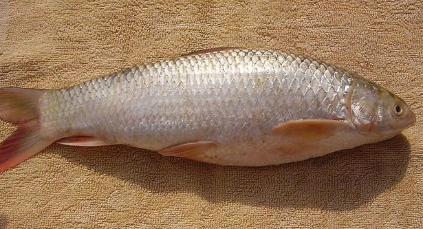 সুন্দরবনের নদী-খালে অবাধে চলছে পারশে মাছের পোনা নিধন - Agrinews24