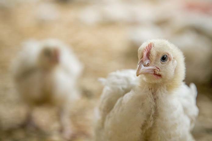 The International Poultry Day Symposium is on hold - Agrinews24